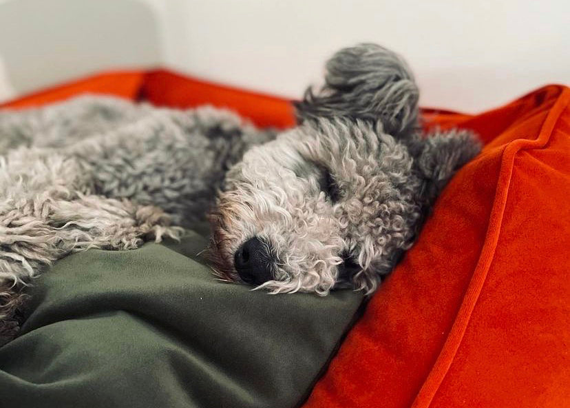 Highgate Snoozeworthy Box Dog Bed – Hugo & Otto